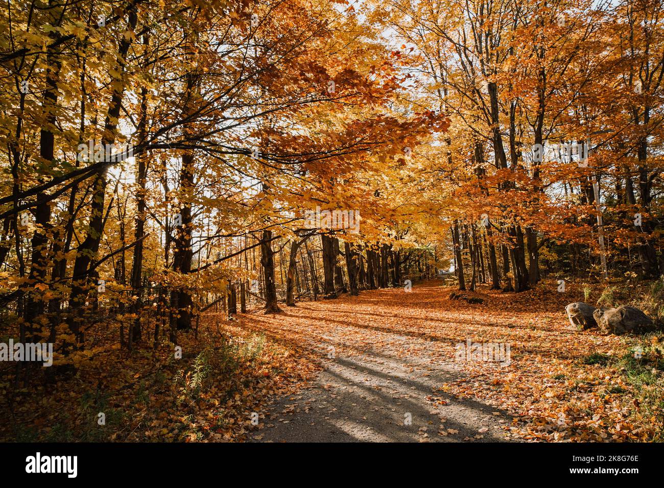sun shrining thru golden color tree leaves during the autumn fall ...