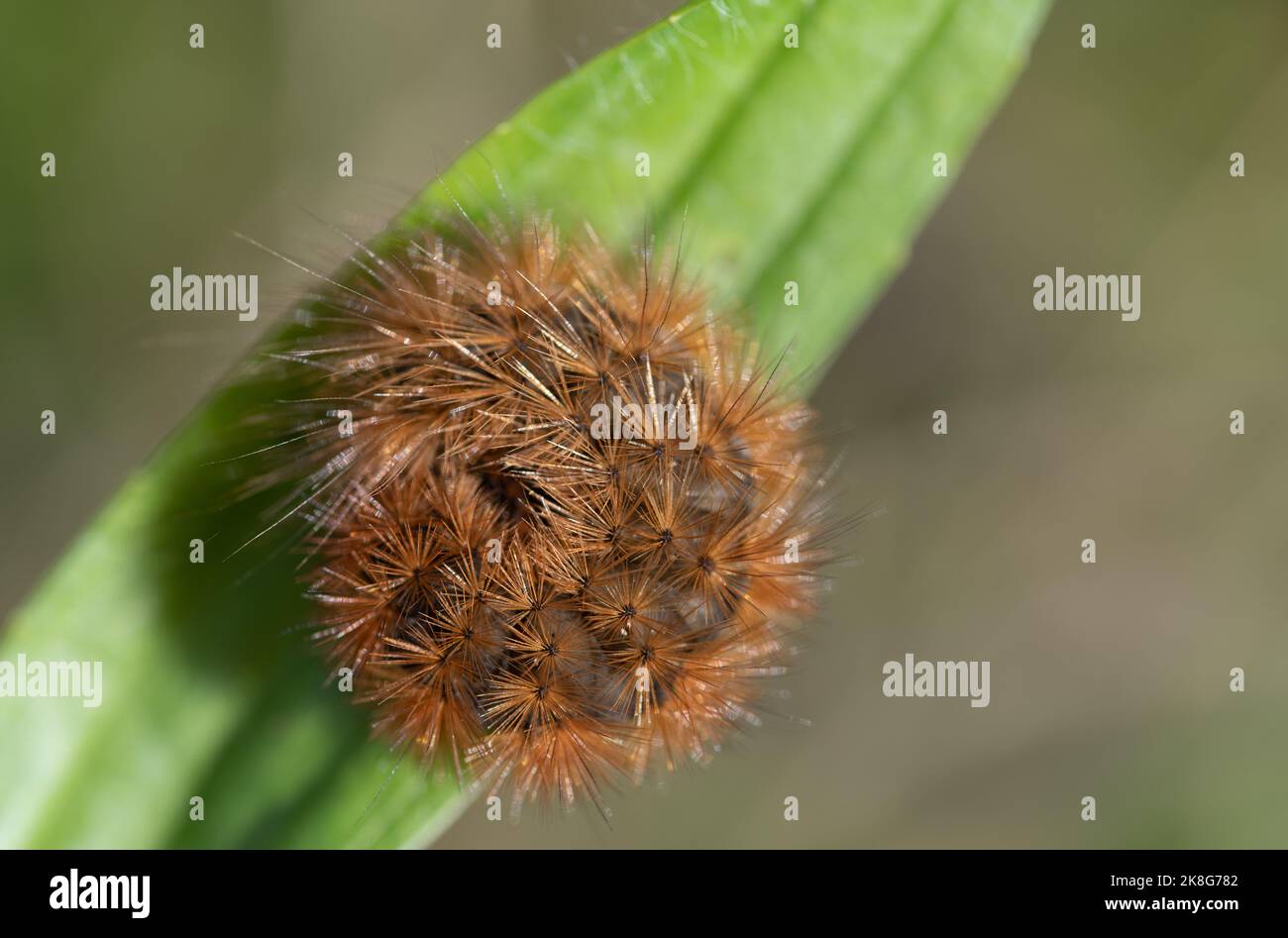 Brown curled leaf moth hi-res stock photography and images - Alamy