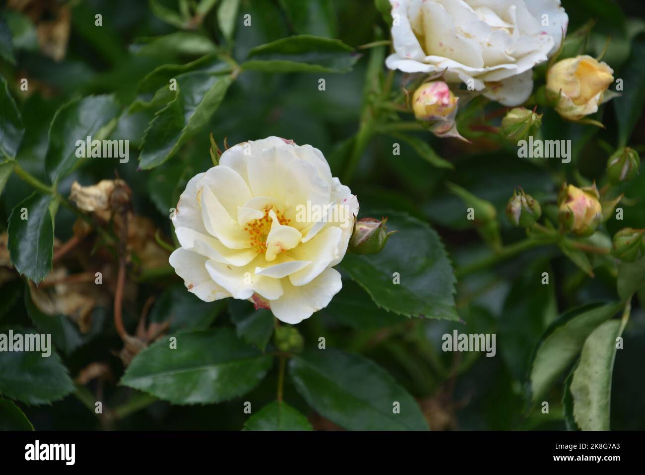 Pretty blooming and budding light yellow rose bushes in the spring ...