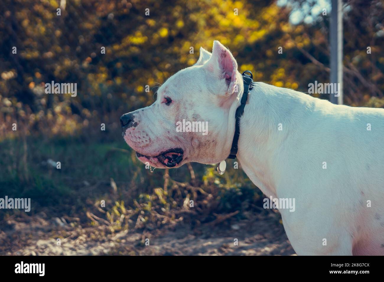 Beautiful white Staff terrier playin at the dog training ground ...