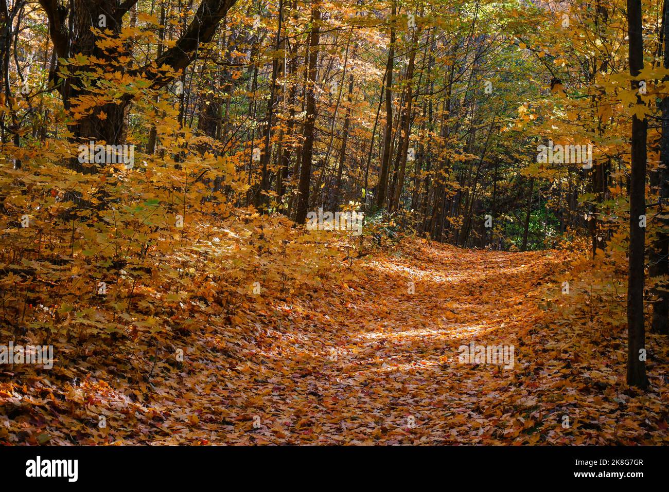 dried leaves on the ground hiking trail inside forest Stock Photo - Alamy