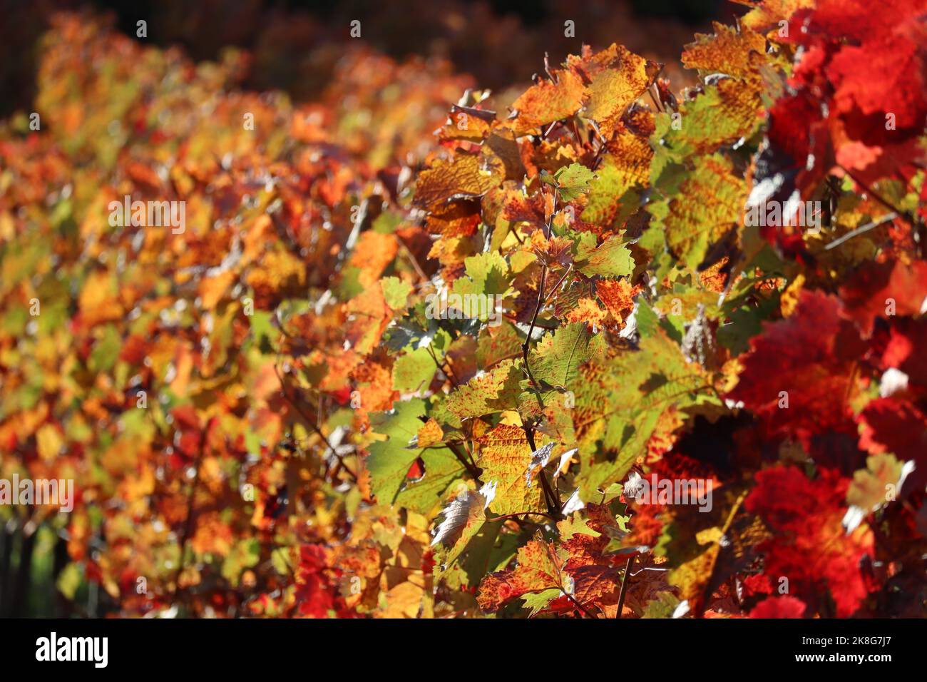 Pinot gris hi-res stock photography and images - Alamy