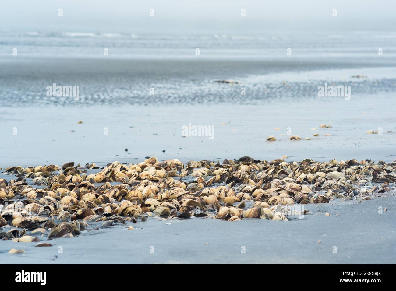 pile of empty shells of surf clams on the seashore left from fishing ...