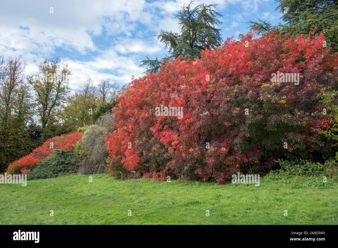 The beauty of autumn colours in Surrey UK Stock Photo - Alamy