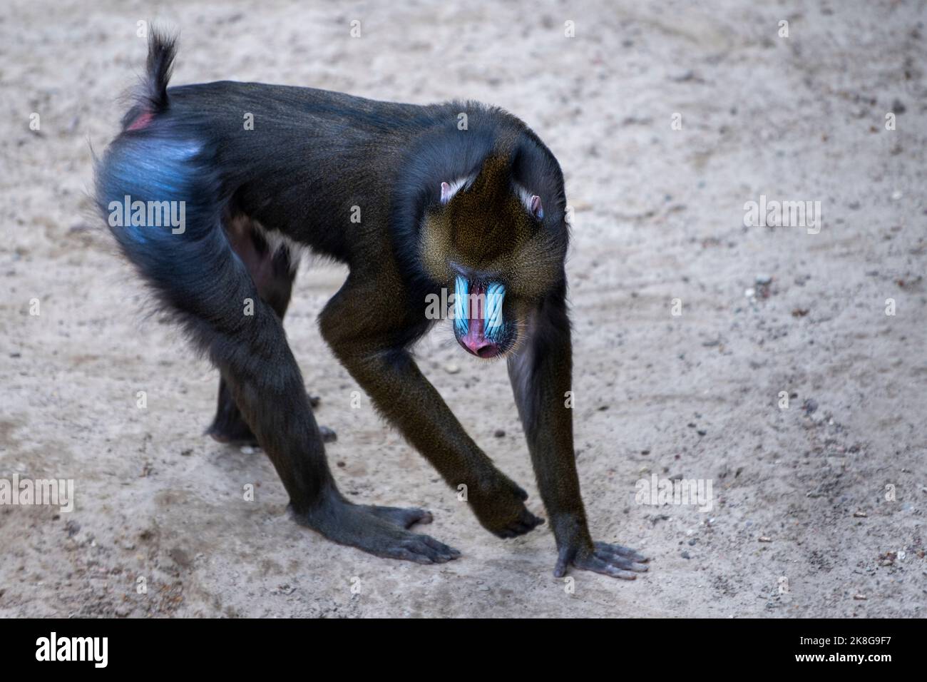 Mandrill walks on the sand, monkey walks on the sand side view Stock ...