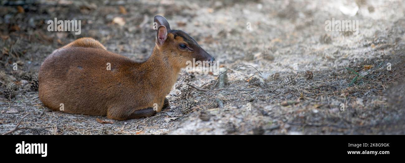 Chinese muntjac, Muntiacus reevesi. Muntjac lies on the sand in the ...
