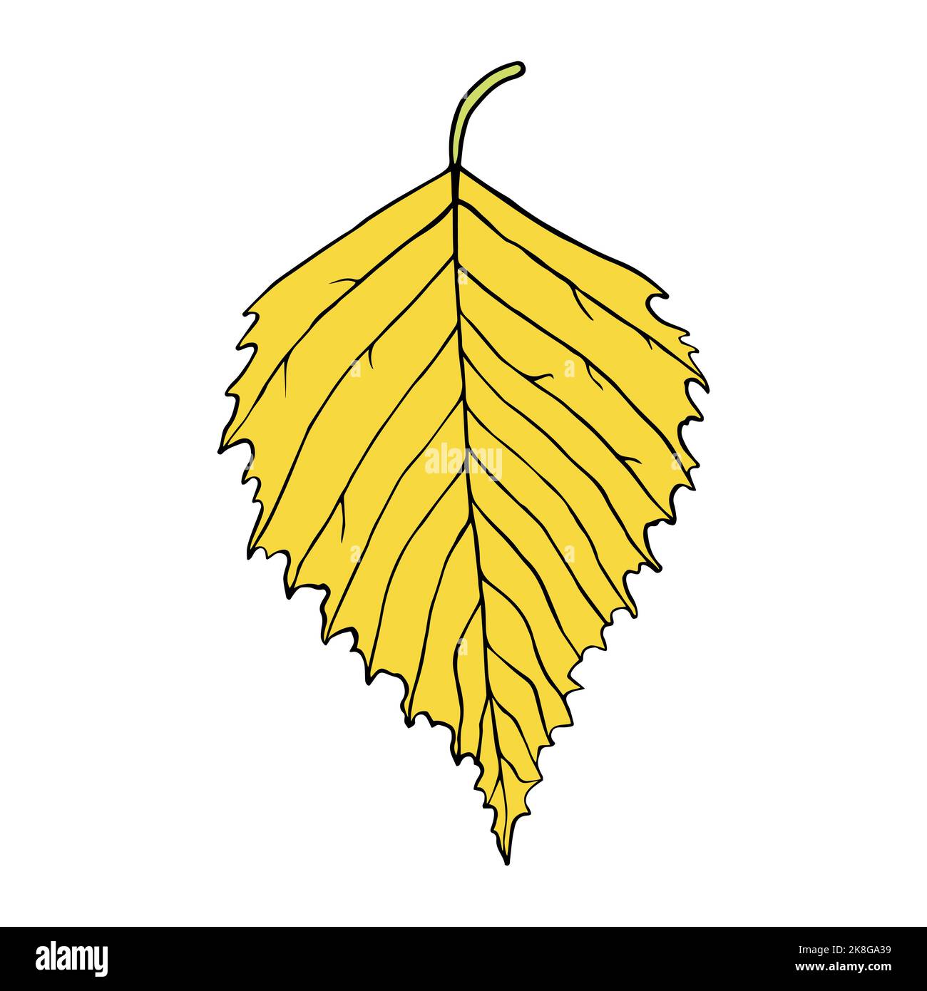 Isolated vector illustration of birch leaf in cartoon style Stock ...