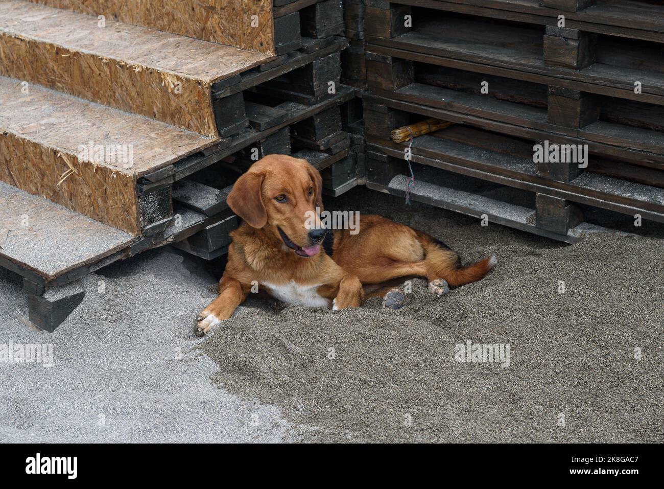 Brown pooch lying on ground near staircase sticks tongue Stock Photo ...
