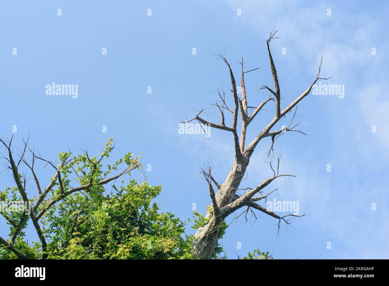 Tree branches without green leaves and big dry branch against blue sky ...