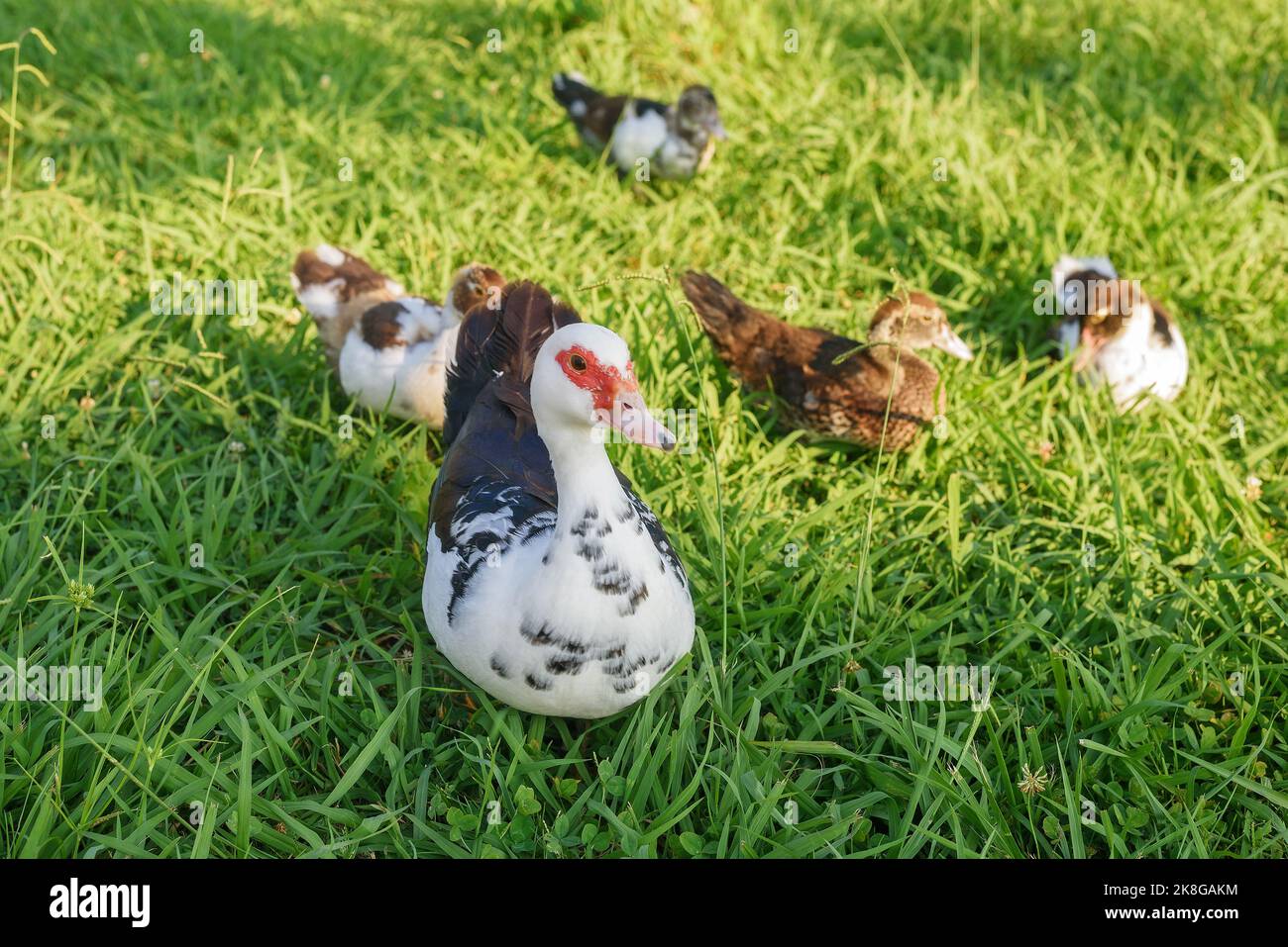 Flock of different ducks walks to swim in rural marsh Stock Photo - Alamy