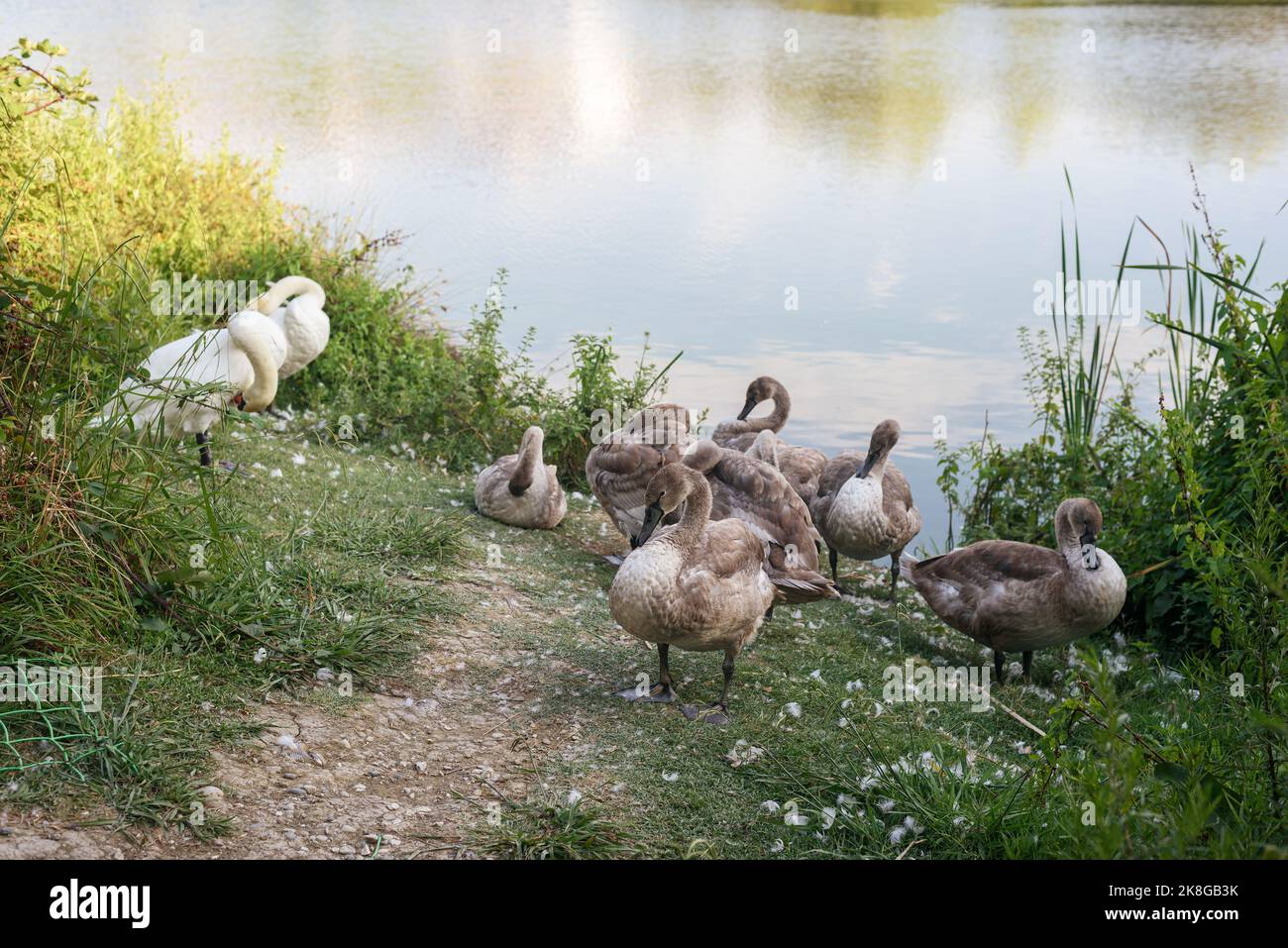 White geese plucking green grass hi-res stock photography and images ...