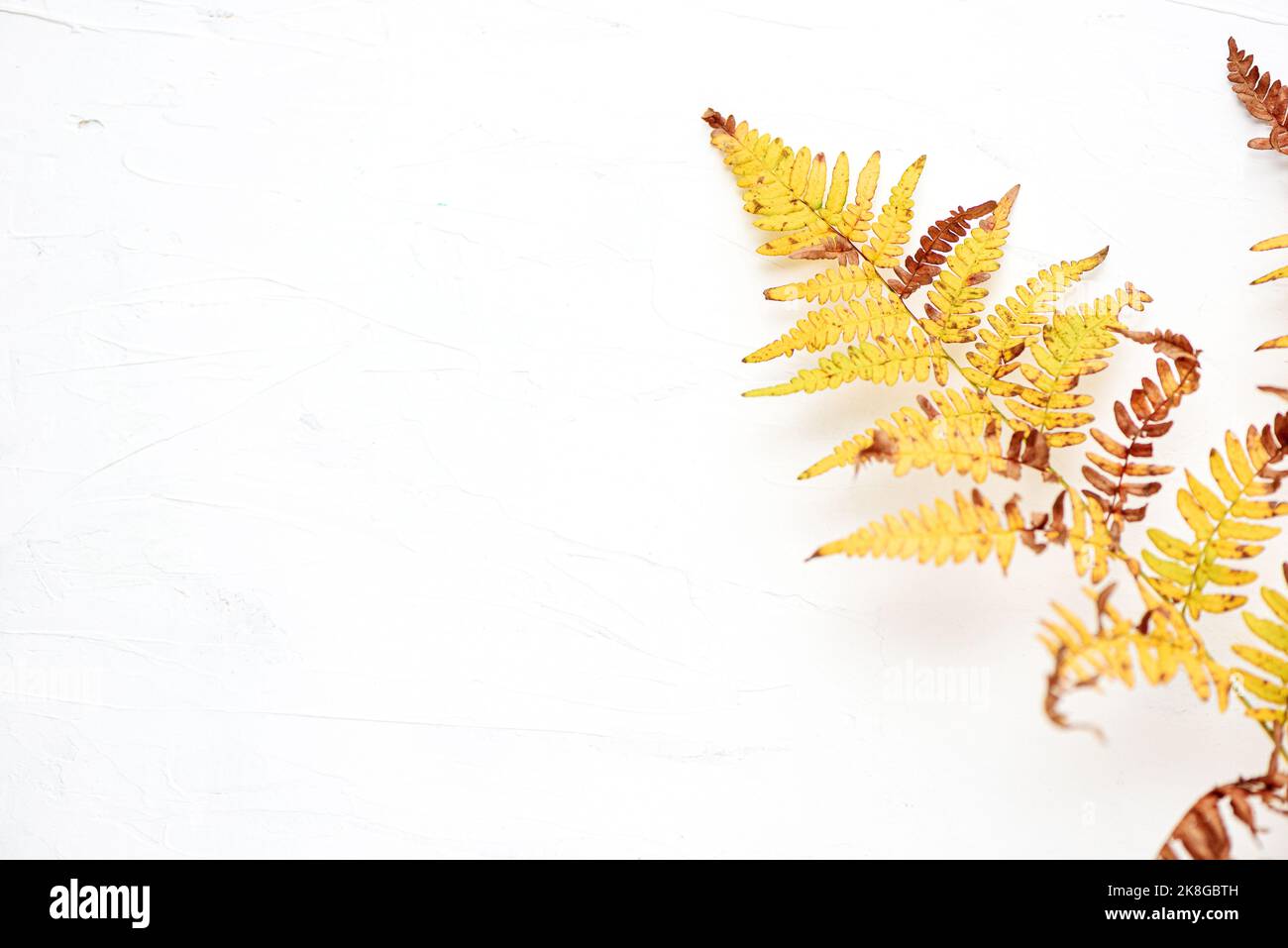 Autumn twig with yellow and brown fern leaves on white Stock Photo - Alamy