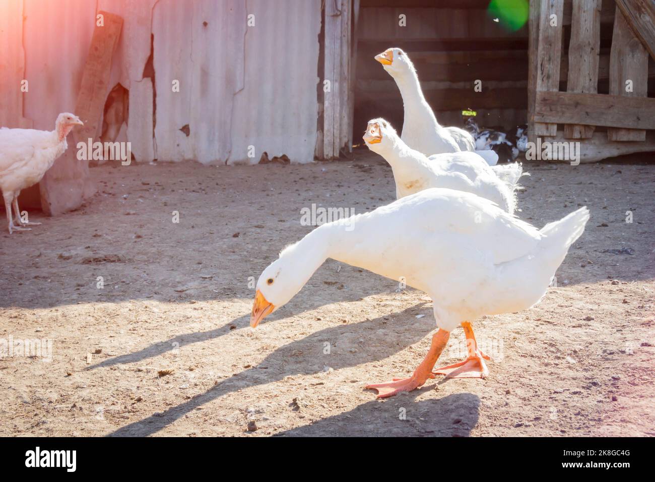 White geese. Poultry farm. Beautiful white geese in rays of bright sun ...