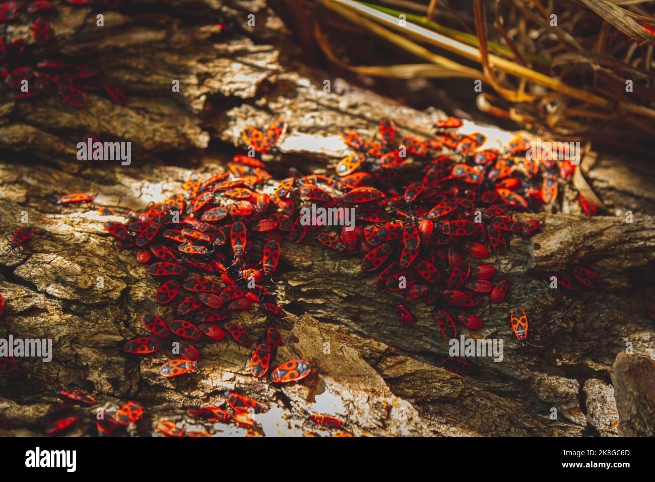 Red bug. Accumulation of soldier bugs. Red beetles in sun. Flock of ...