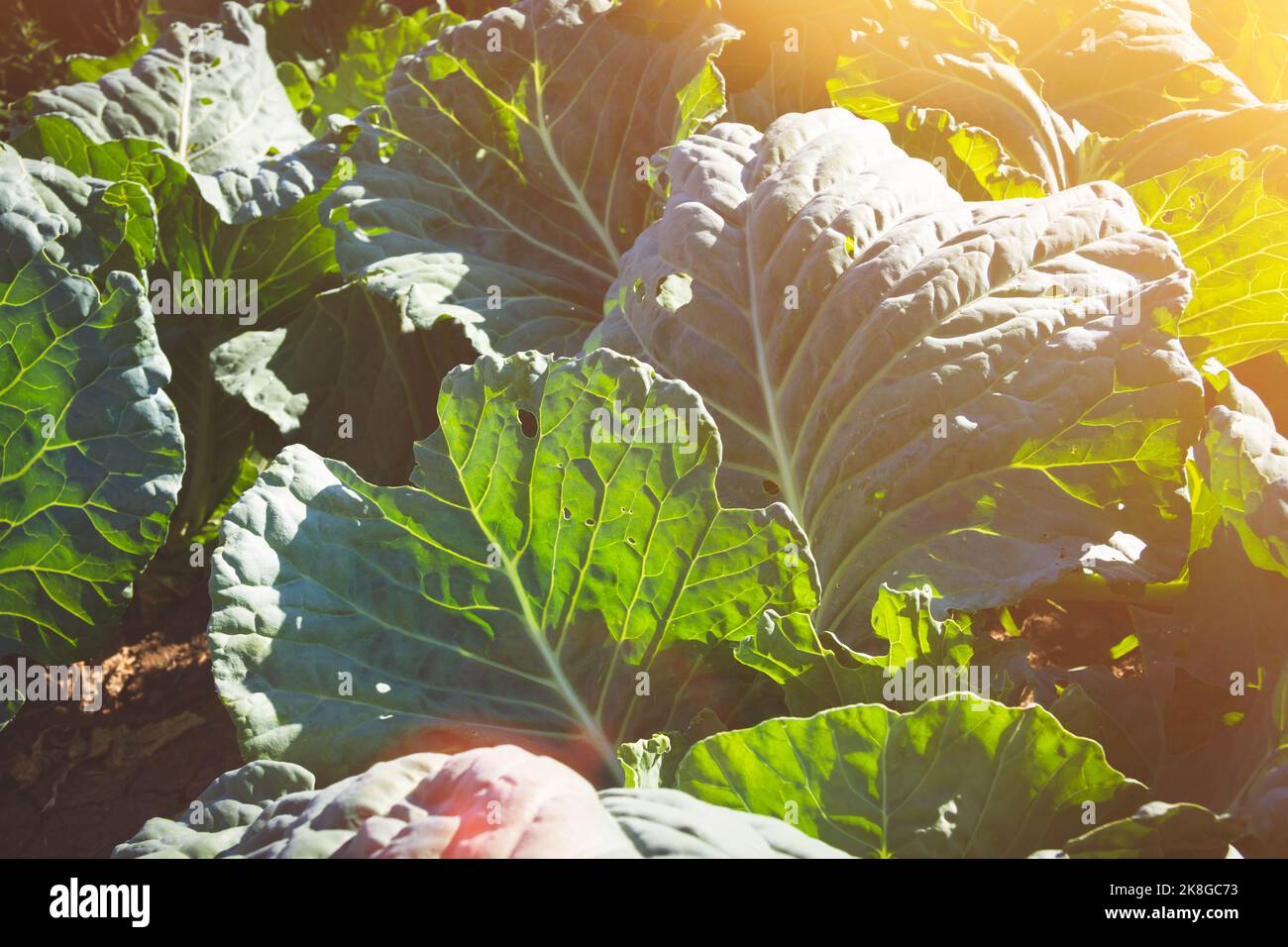 Cabbage in bright sunlight. Concept of natural products. Cultivation of ...