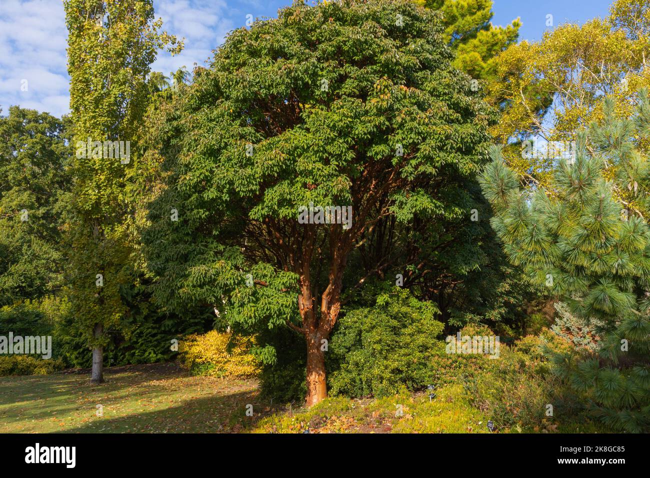 Acer Griseum, the paperbark or blood-bark maple a member of the ...
