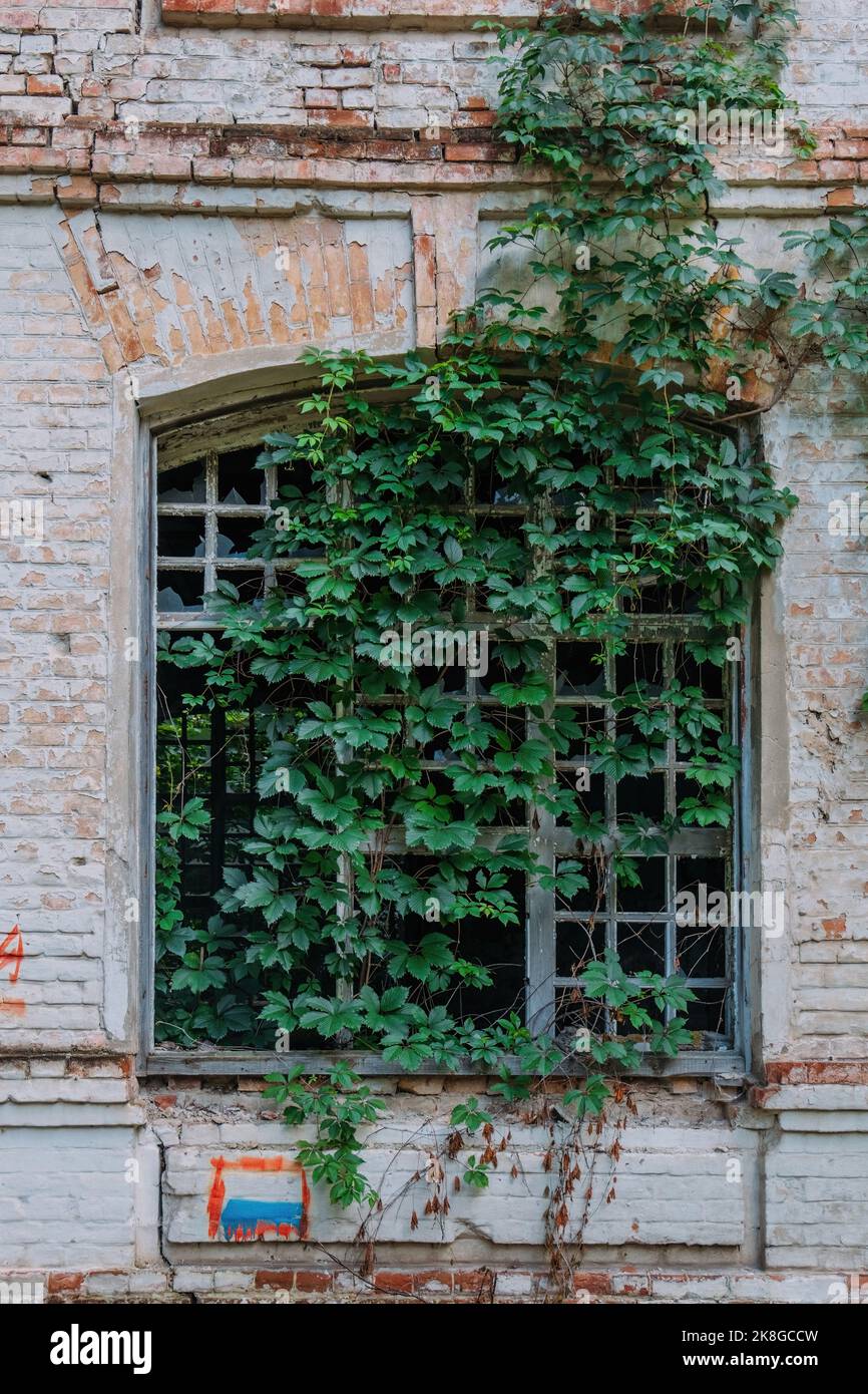 Overgrown window of ruined abandoned building Stock Photo - Alamy