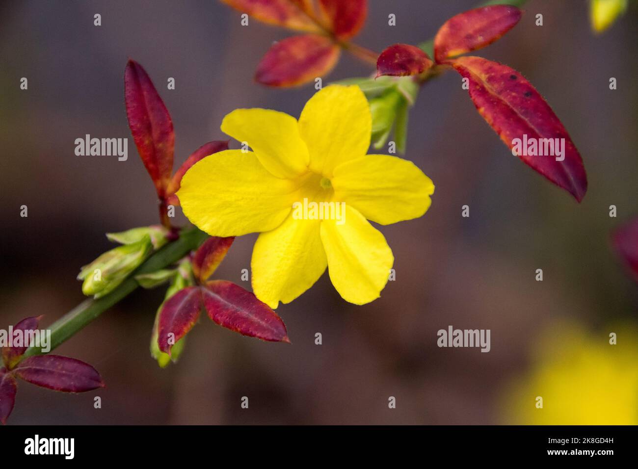 Plant ast hi-res stock photography and images - Alamy