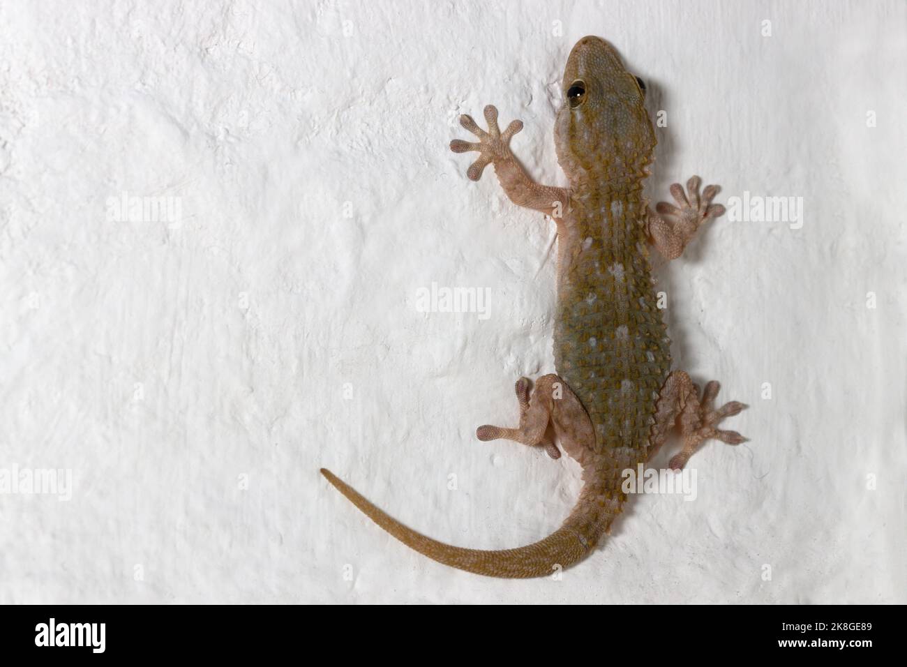 Close-up of a gecko (tarentola mauritanica) on a white wall of a house ...