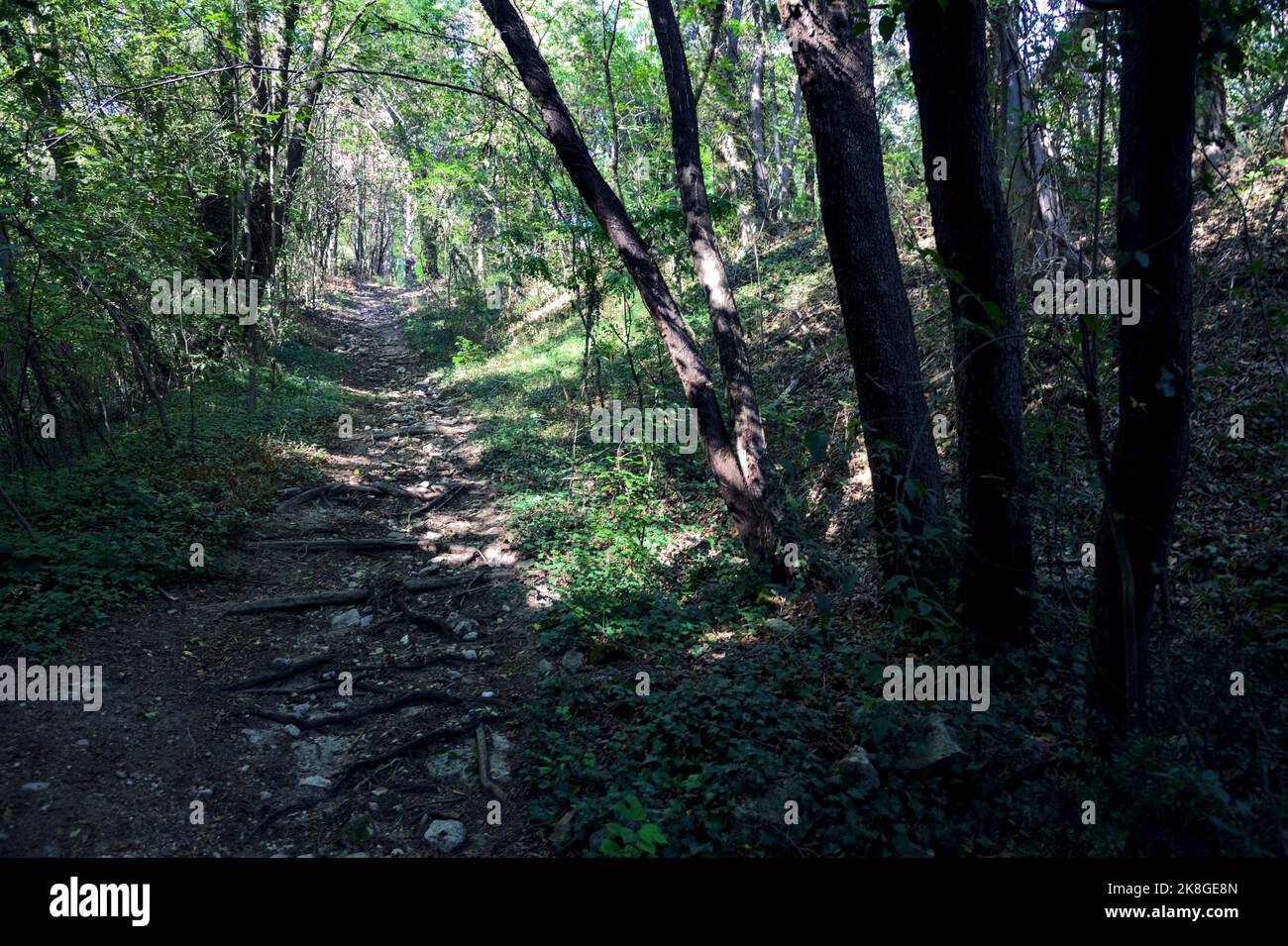 Narrow dirt path in the middle of a forest Stock Photo - Alamy