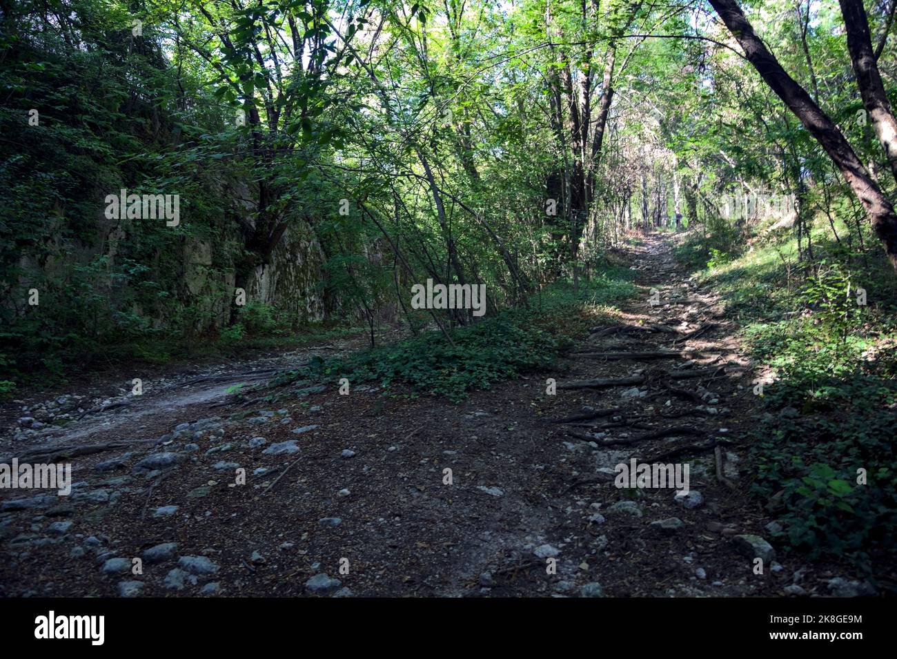 Narrow dirt path in the middle of a forest Stock Photo - Alamy