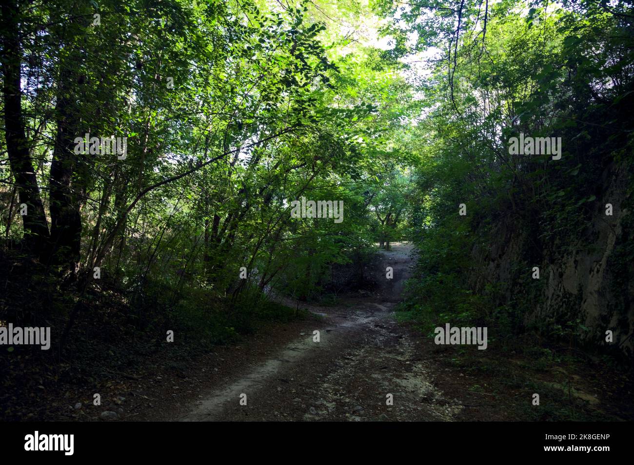 Dry river bed in a forest bordered by a stone ridge Stock Photo - Alamy