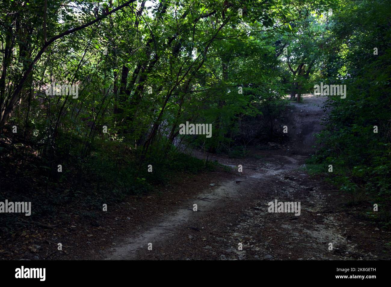 Dry river bed in a forest bordered by a stone ridge Stock Photo - Alamy