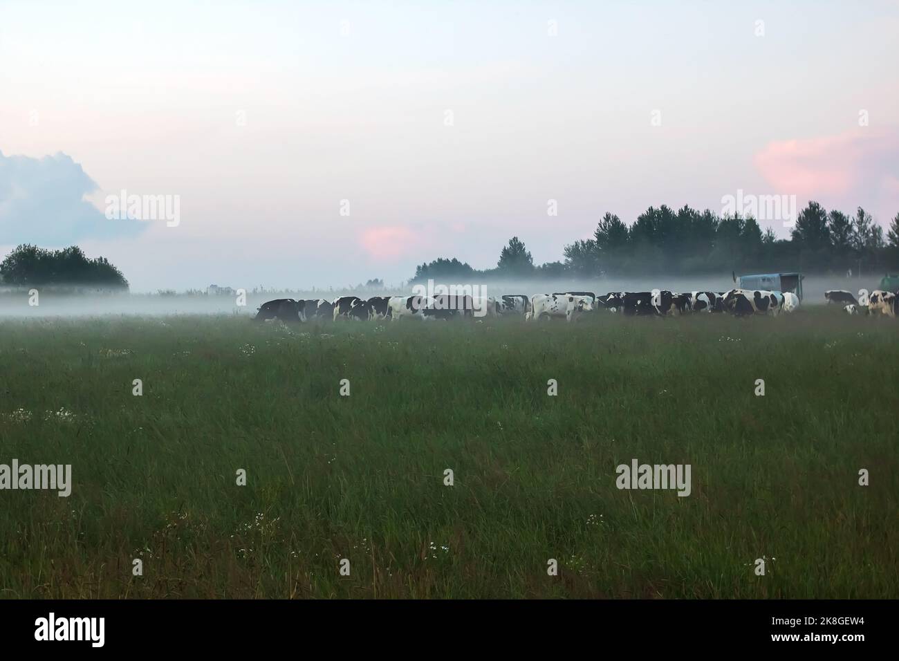 Cows graze in a meadow at sunset close up Stock Photo - Alamy