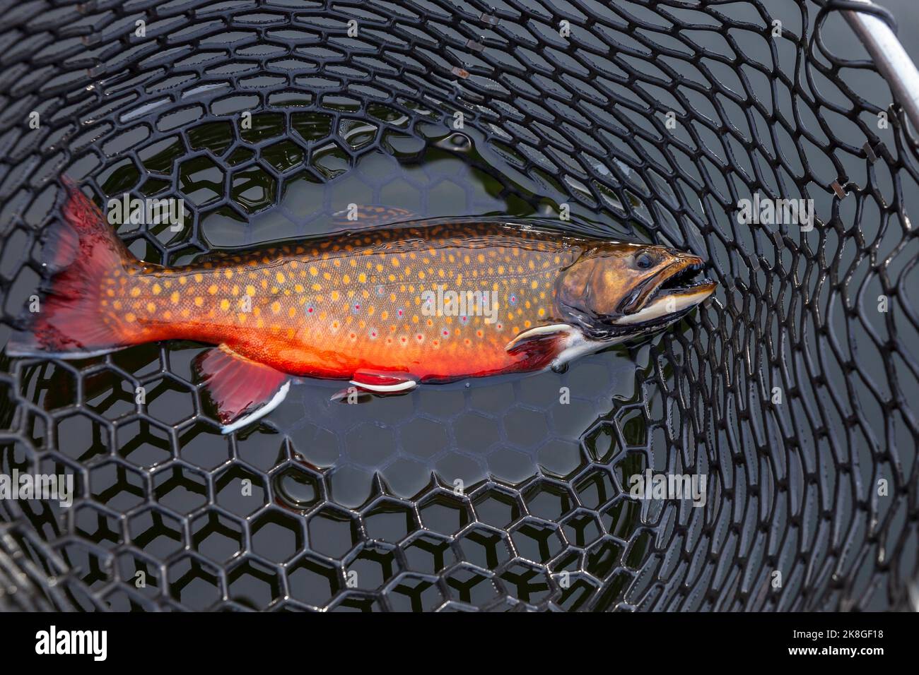 Brook trout hi-res stock photography and images - Alamy