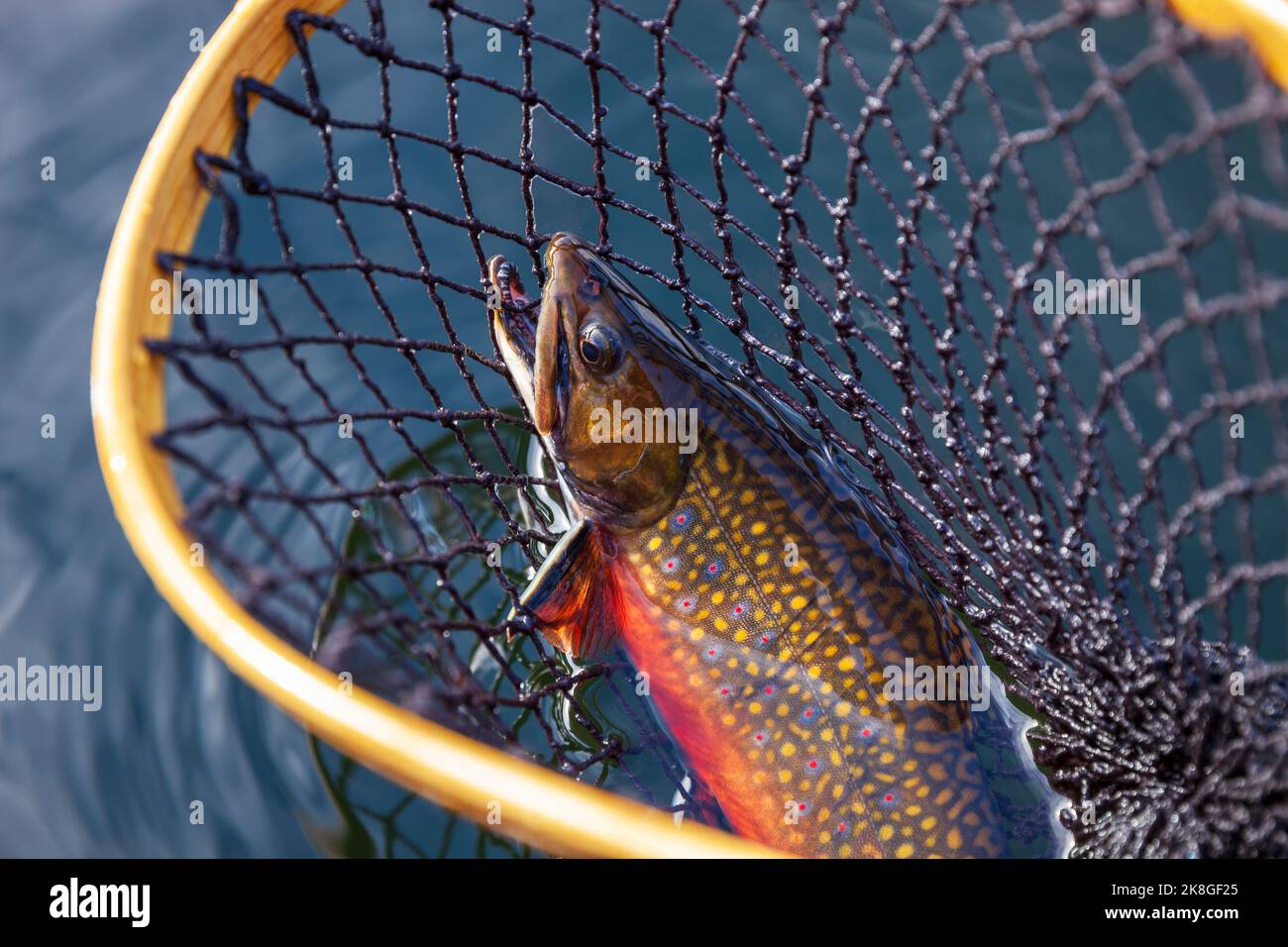 Brook trout hi-res stock photography and images - Alamy