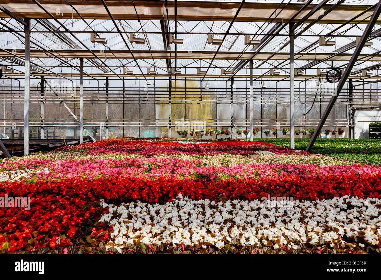 Growing multicolored begonia flower seedlings in modern hydroponic ...