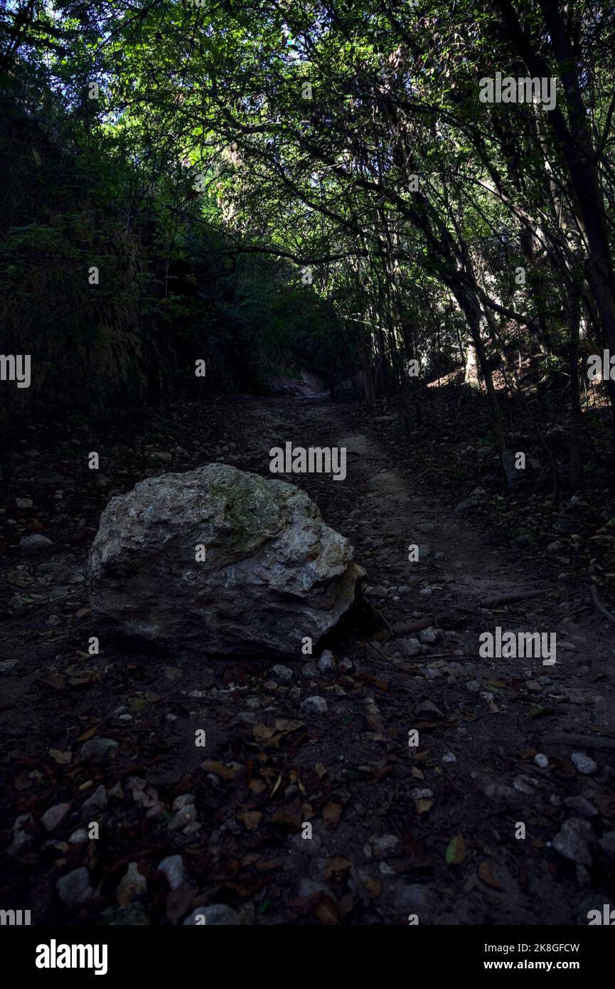 Dry river bed in a forest on a hill with a rock in the middle of it ...