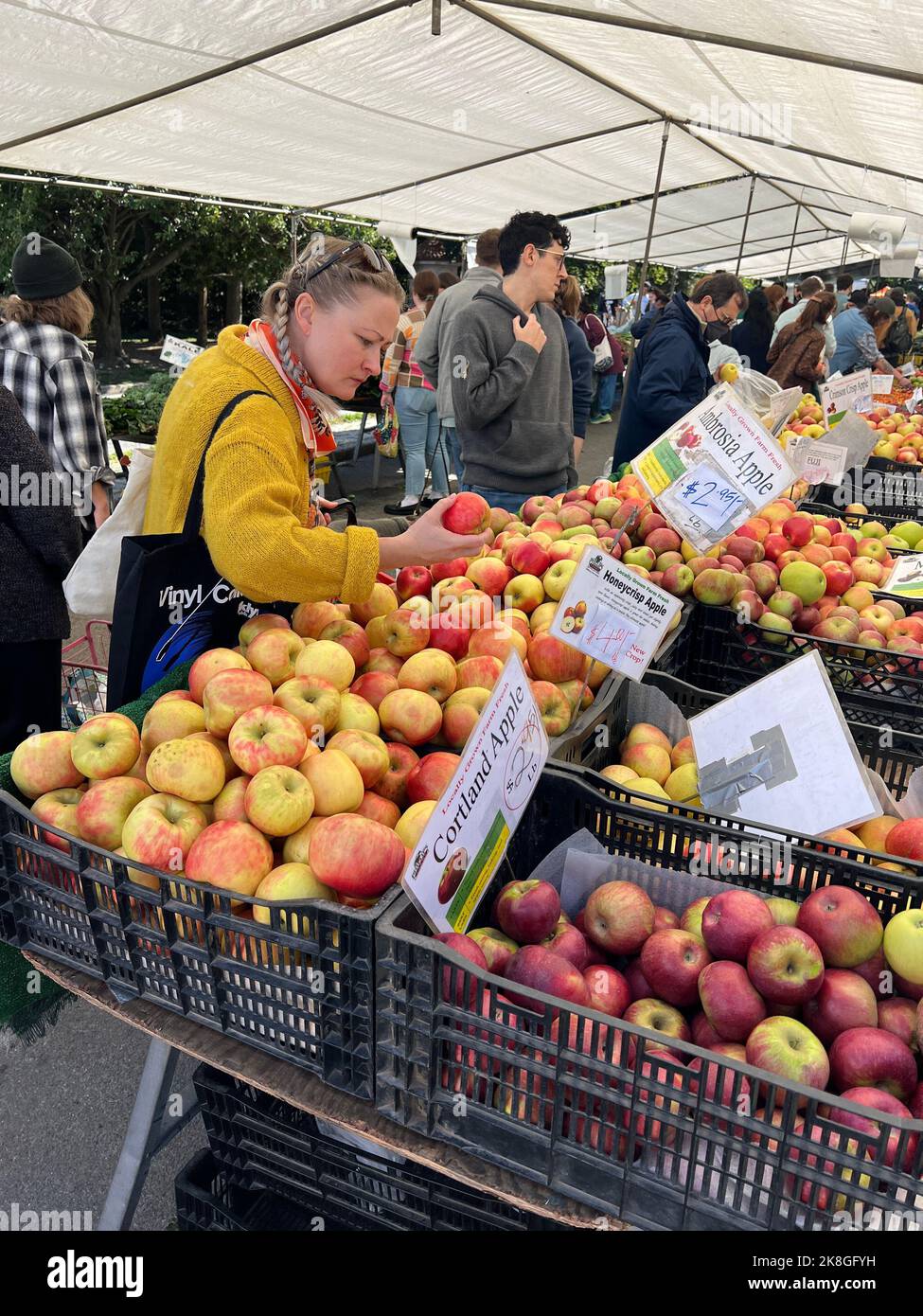 Woman picking from the new harvest of upstate apples in the early fall ...