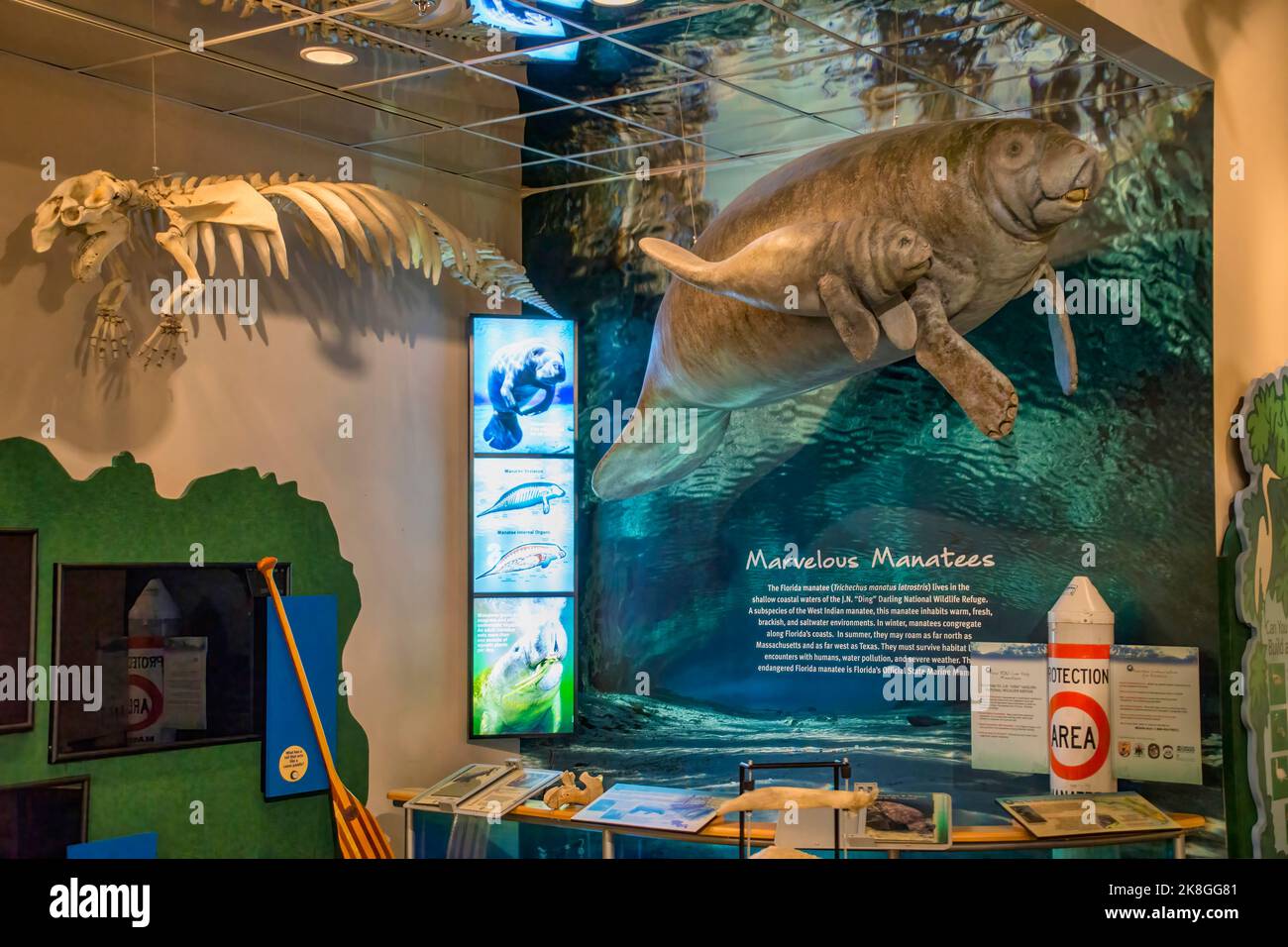 Manatee display in the J.N. "Ding" Darling National Wildlife Refuge ...