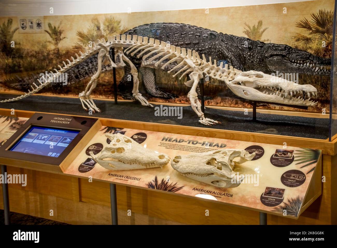 Alligator display in the J.N. "Ding" Darling National Wildlife Refuge ...