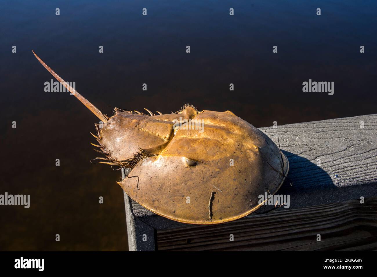 Horseshoe Crab shell on platform along the Wildlife Road at the Darling ...