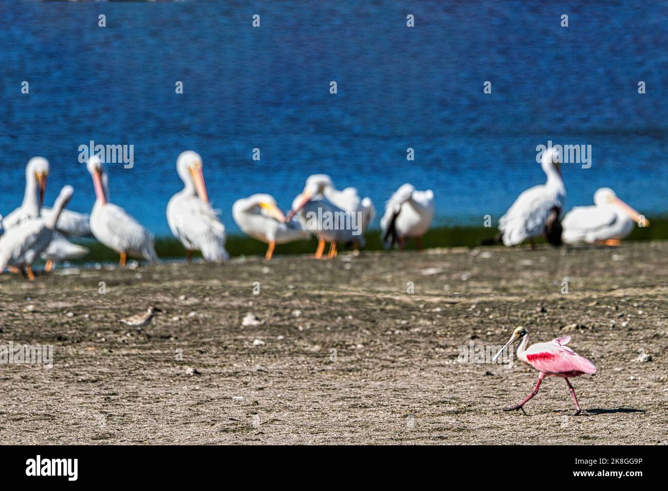 Roseate spoonbill walks by pelicans along Wildness Road at the Darling ...