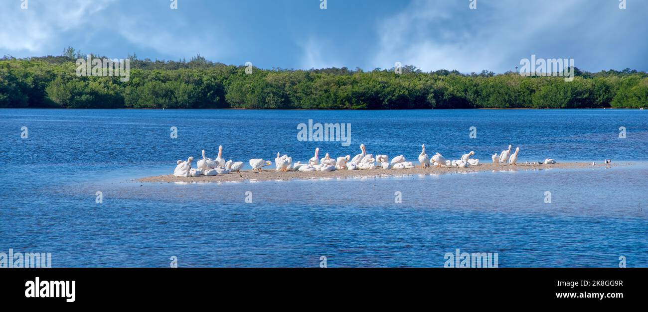 Sea birds and mangroves panorama from the Wildlife Road at the Darling ...
