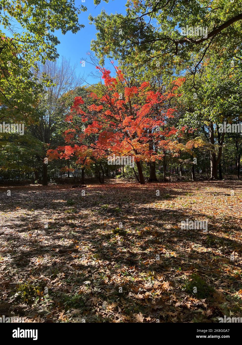 First tree to show its colors in the autumn. Prospect Park, Brooklyn ...