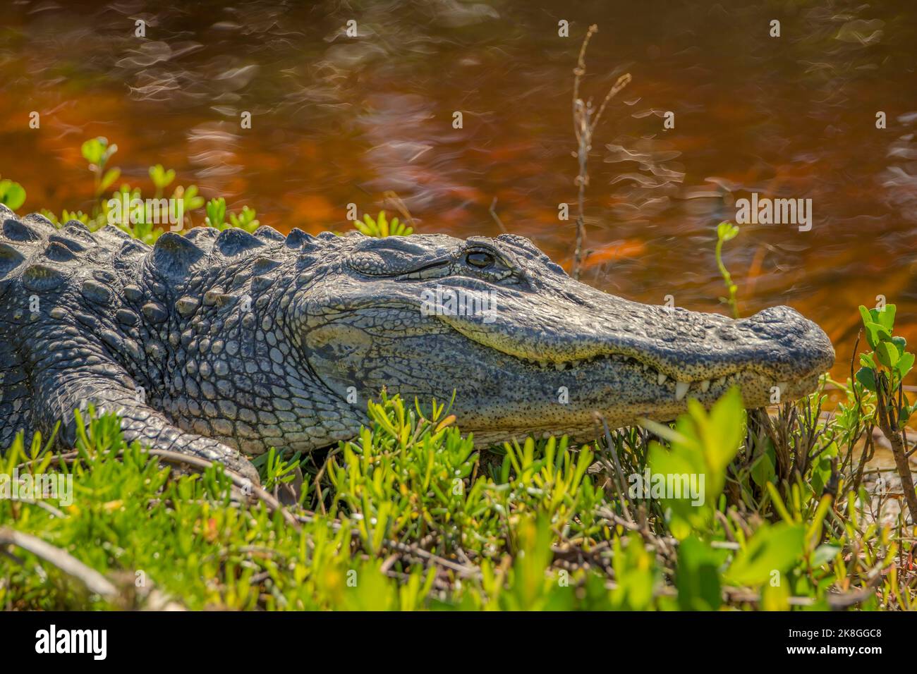 An alert alligator along the Wildness Road at the Darling National ...