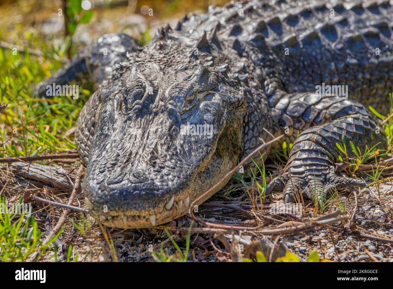 Closeup of alligator along the shore of the Wildness Road at the ...