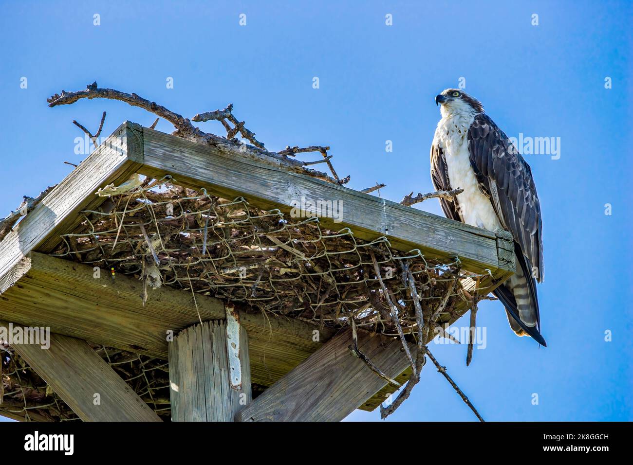Osprey on nesting perch along the Wildness Road at the Darling National ...