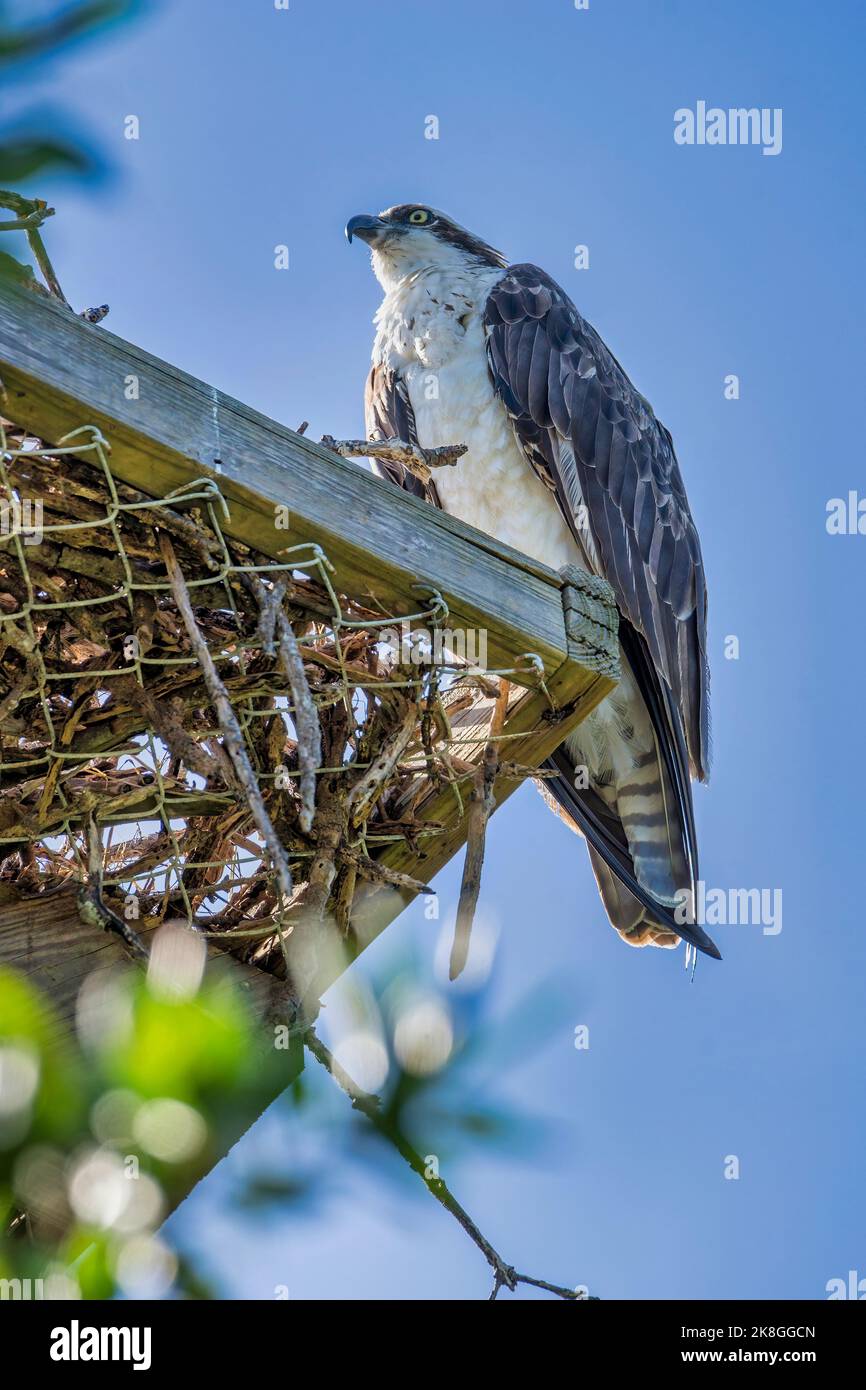 Osprey on nesting perch along the Wildness Road at the Darling National ...