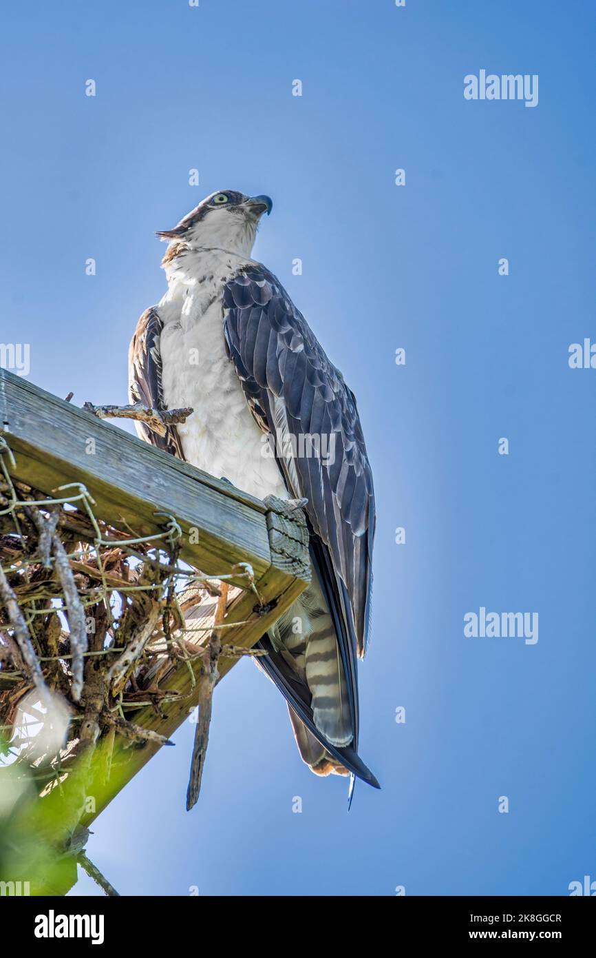 Osprey on nesting perch along the Wildness Road at the Darling National ...