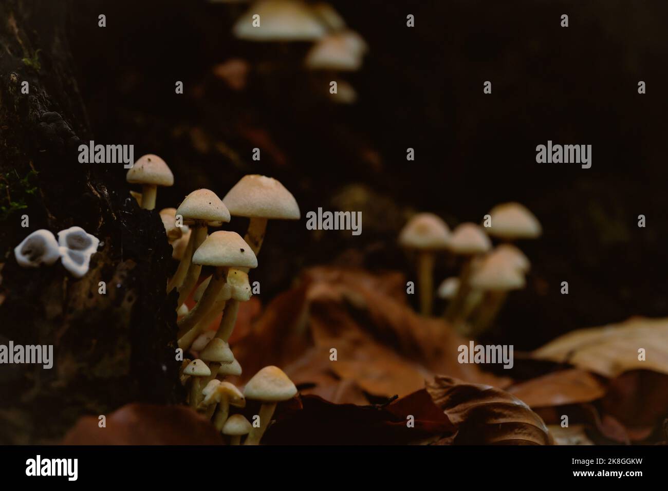 Small yellow mushrooms growing out from decaying tree stump Stock Photo ...