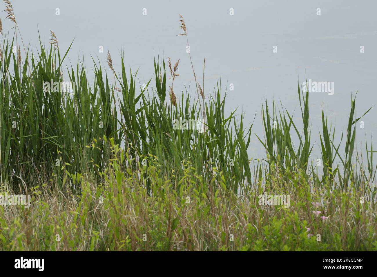 The North Shore is basically a group of towns south of NH border and ...