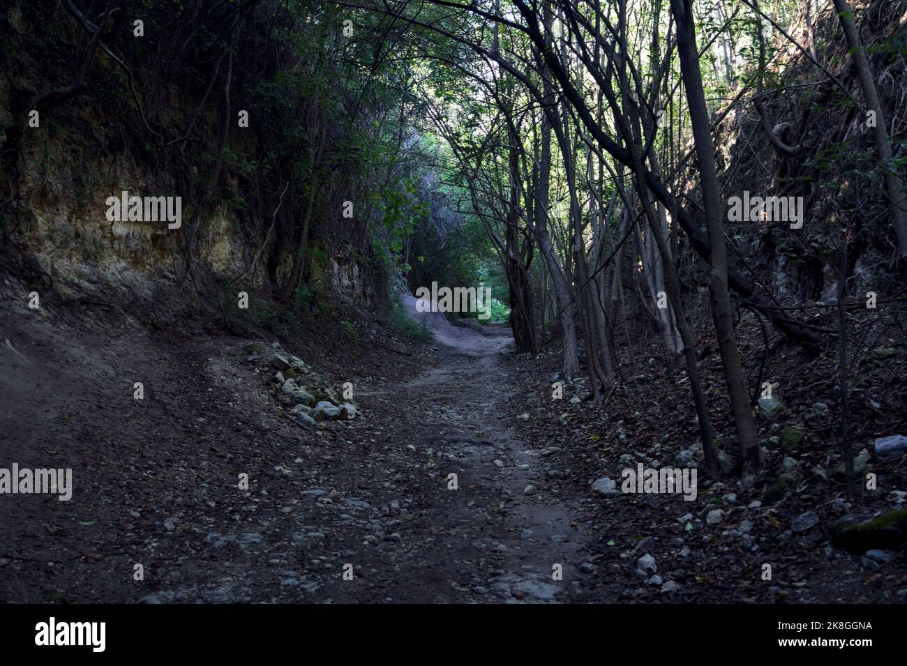 Dry river bed in a forest bordered by a stone ridge Stock Photo - Alamy