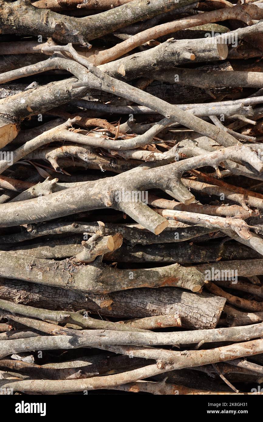 Symbolic photo for illegal logging, forest, Germany Stock Photo - Alamy