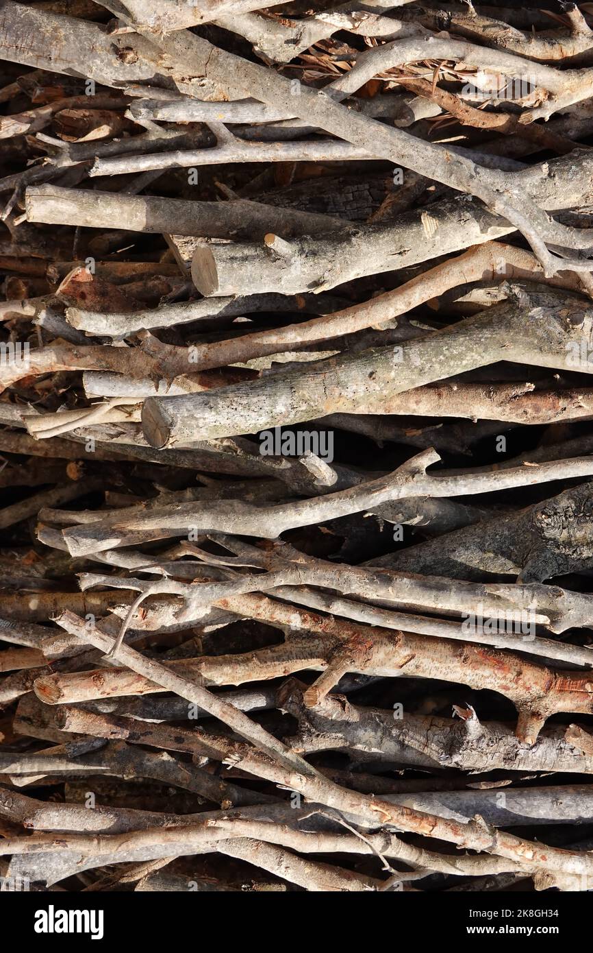 Symbolic photo for illegal logging, forest, Germany Stock Photo - Alamy