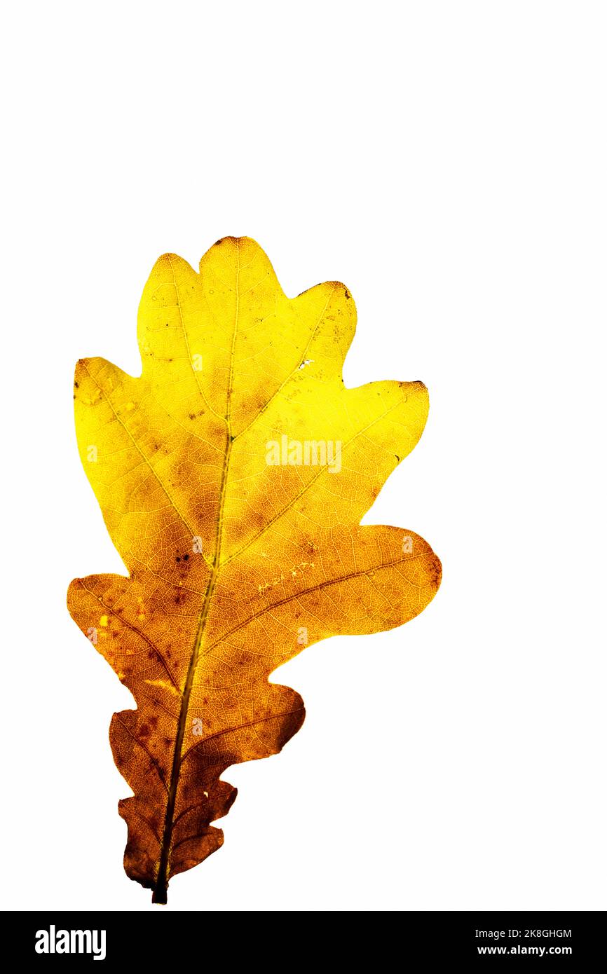 English foliage Cut Out Stock Images & Pictures - Alamy